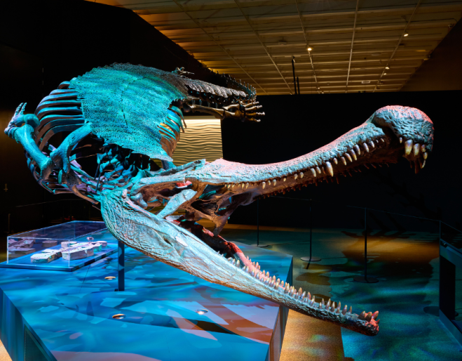 Croc! Guided Tours For Families Queensland Museum Kurilpa | Must Do ...
