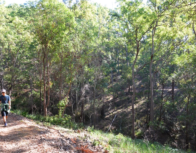 Spotted Gum Trail Mt Coot-Tha Forest | Must Do Brisbane