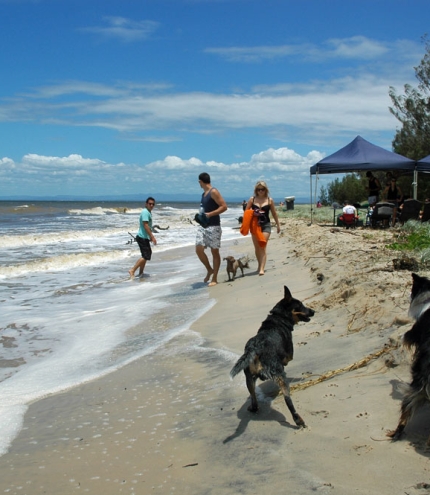 Dog-Friendly Brisbane | Dog Parks, Beaches And Cafés | Must Do Brisbane