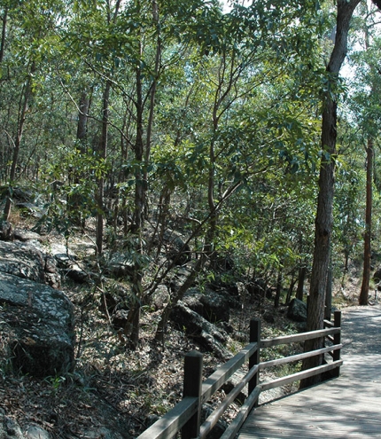 Brisbane Walks | Bush River City Bay | Must Do Brisbane