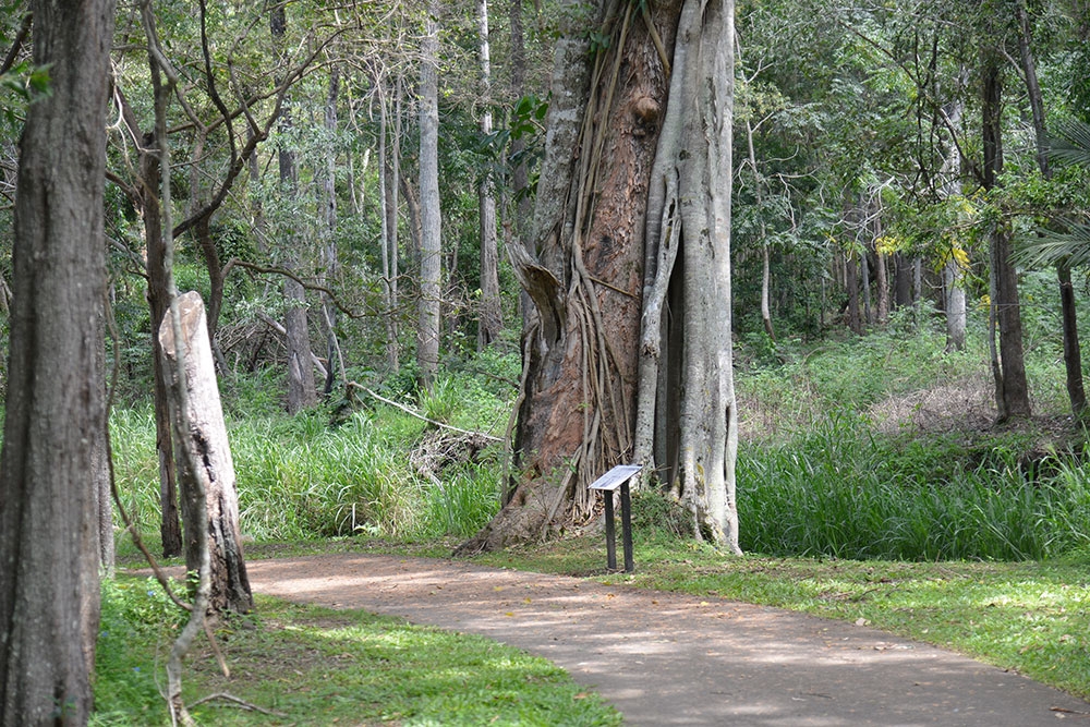 Brisbanes Secret Walking Trails | Must Do Brisbane