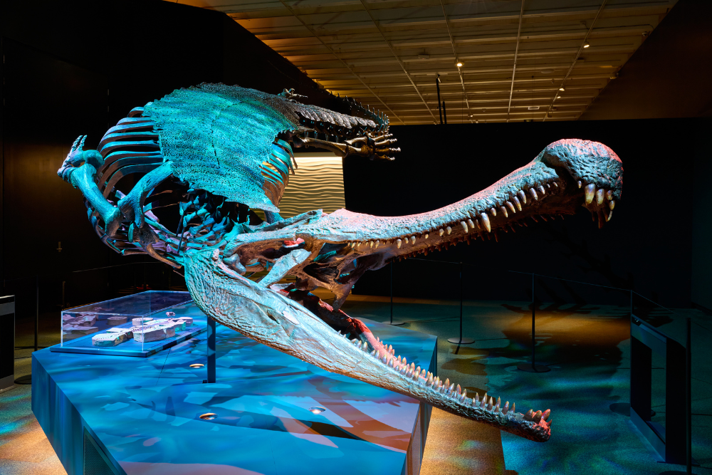 Croc! Guided Tours For Families Queensland Museum Kurilpa | Must Do ...