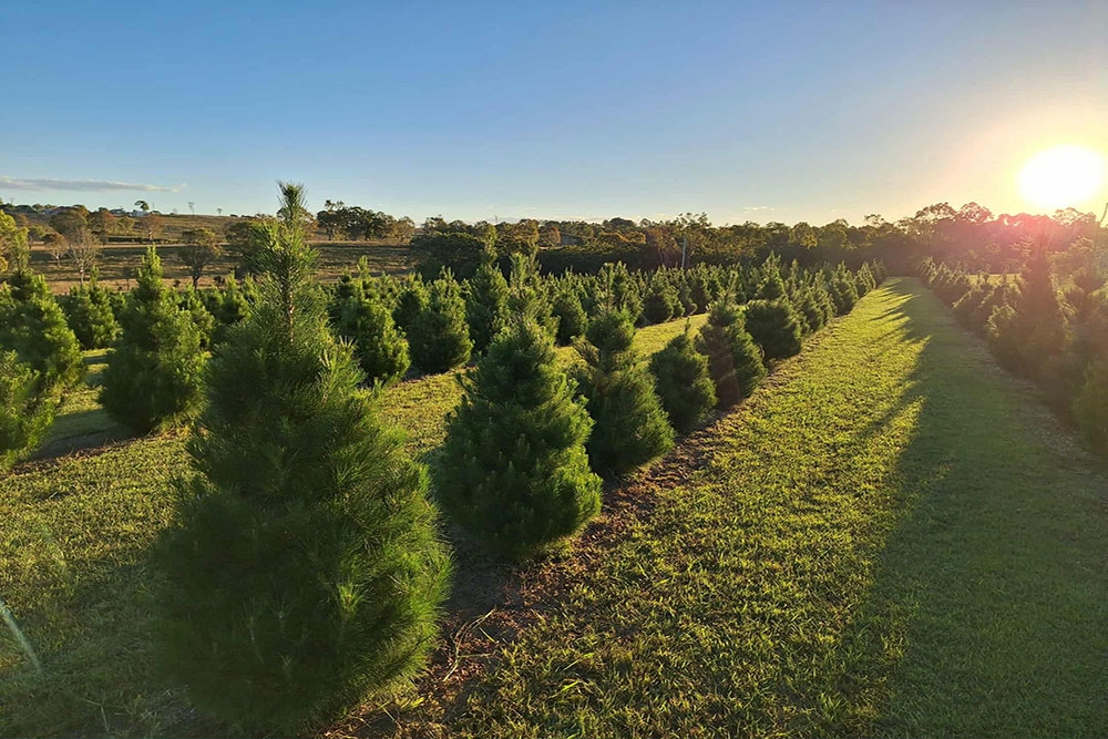 Best Christmas Tree Farms In Seq | Must Do Brisbane