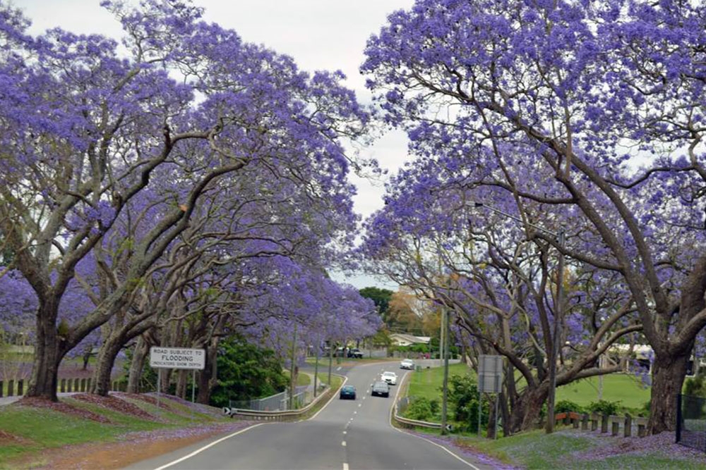 Goodna Jacaranda Festival Goodna | Must Do Brisbane