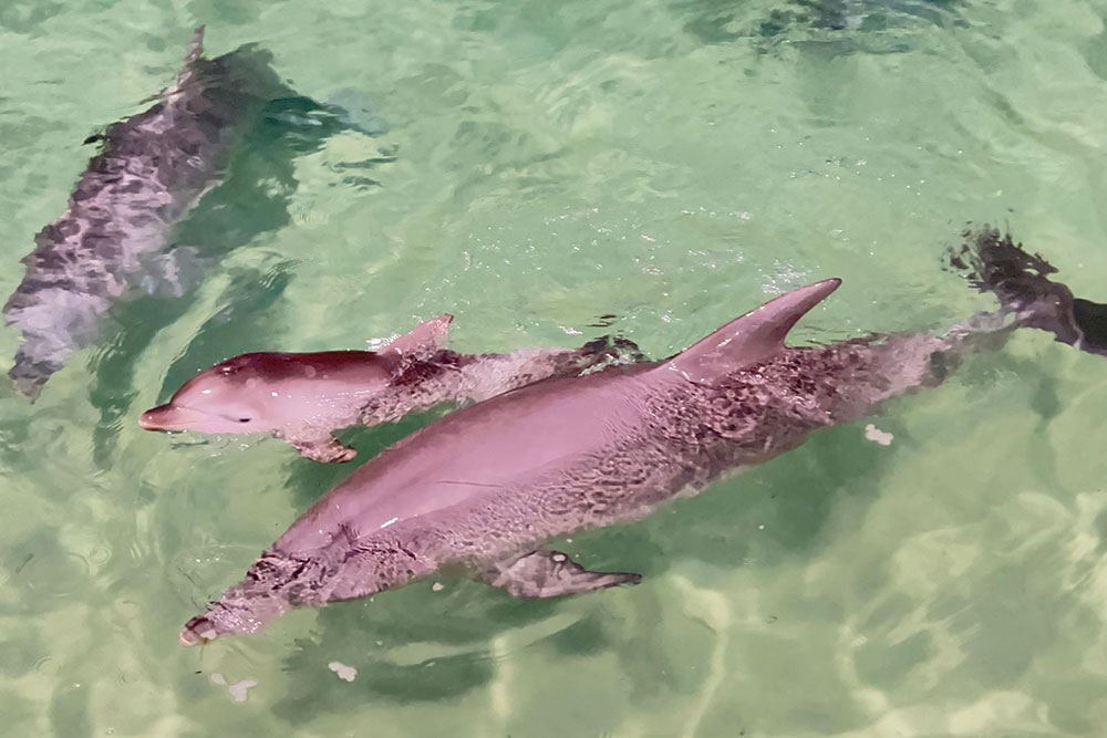 Tangalooma Island Resorts Baby Dolphin | Must Do Brisbane