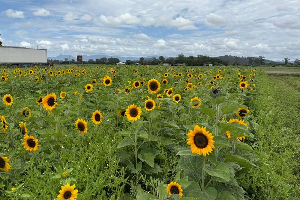 Sunflowers On Kents Kalbar | Must Do Brisbane
