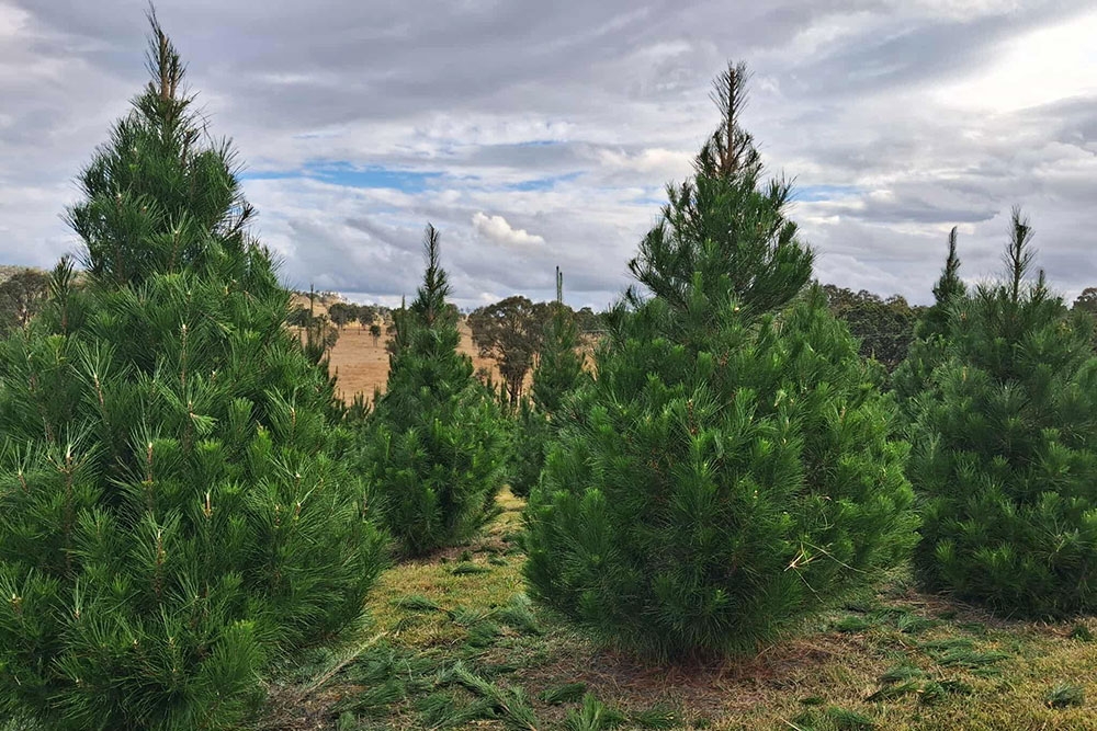 Brisbane Valley Christmas Tree Farm | Must Do Brisbane