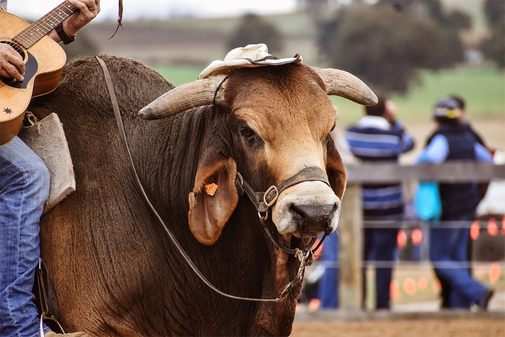 Dayboro Show Dayboro | Must Do Brisbane