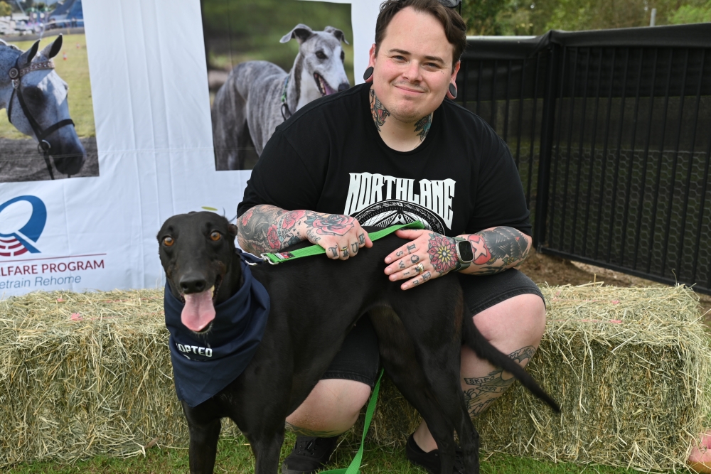 Adopt A Greyhound Queensland | Must Do Brisbane