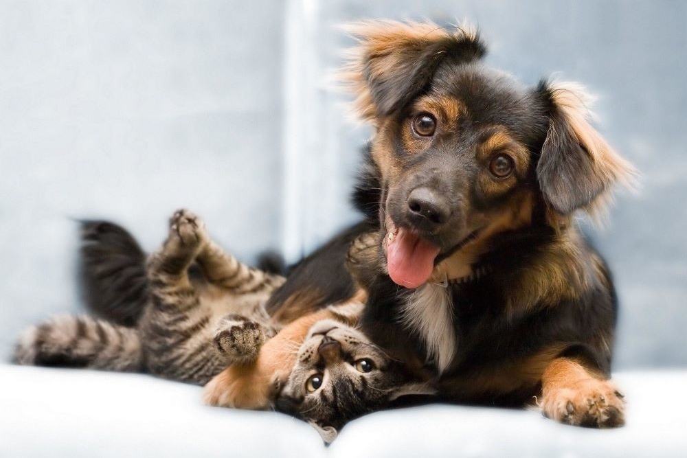 Pooch And Paws Pet Market Mt Gravatt Showgrounds | Must Do Brisbane
