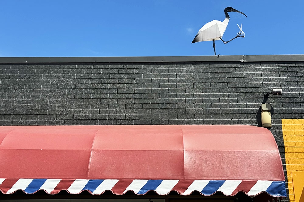 The Bin Chicken Trail Brisbane | Must Do Brisbane