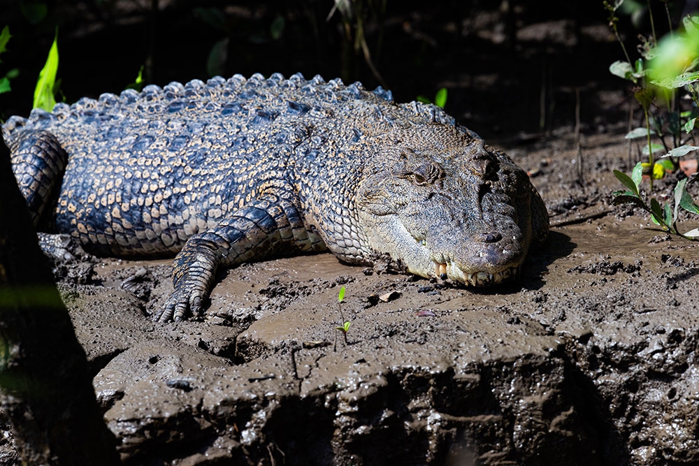 Croc! Lost Giants To Living Legends Queensland Museum Kurilpa | Must Do ...