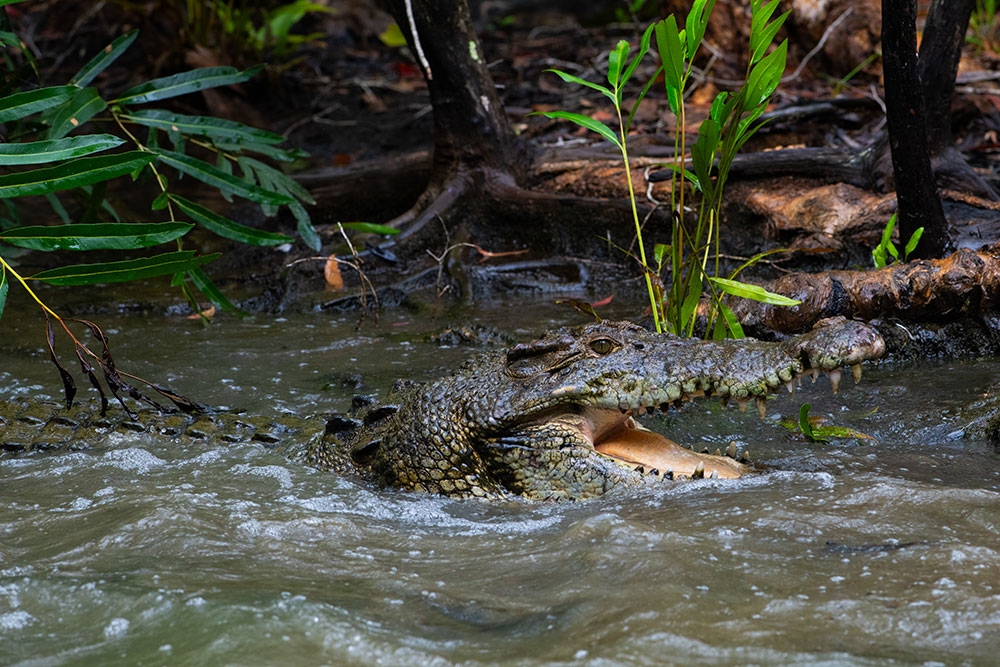 Croc! Lost Giants To Living Legends Queensland Museum Kurilpa | Must Do ...