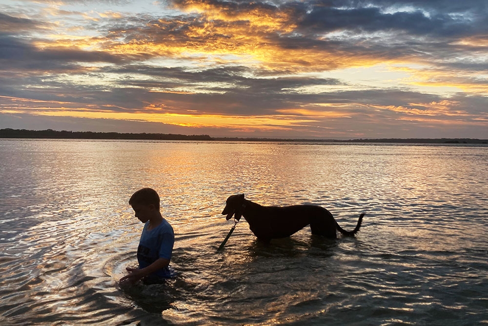 Adopt A Greyhound Queensland | Must Do Brisbane