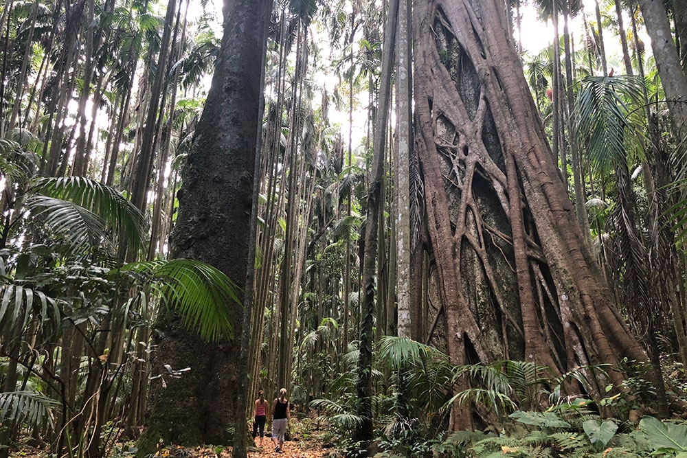 Best Rainforest Walks Near Brisbane | Must Do Brisbane
