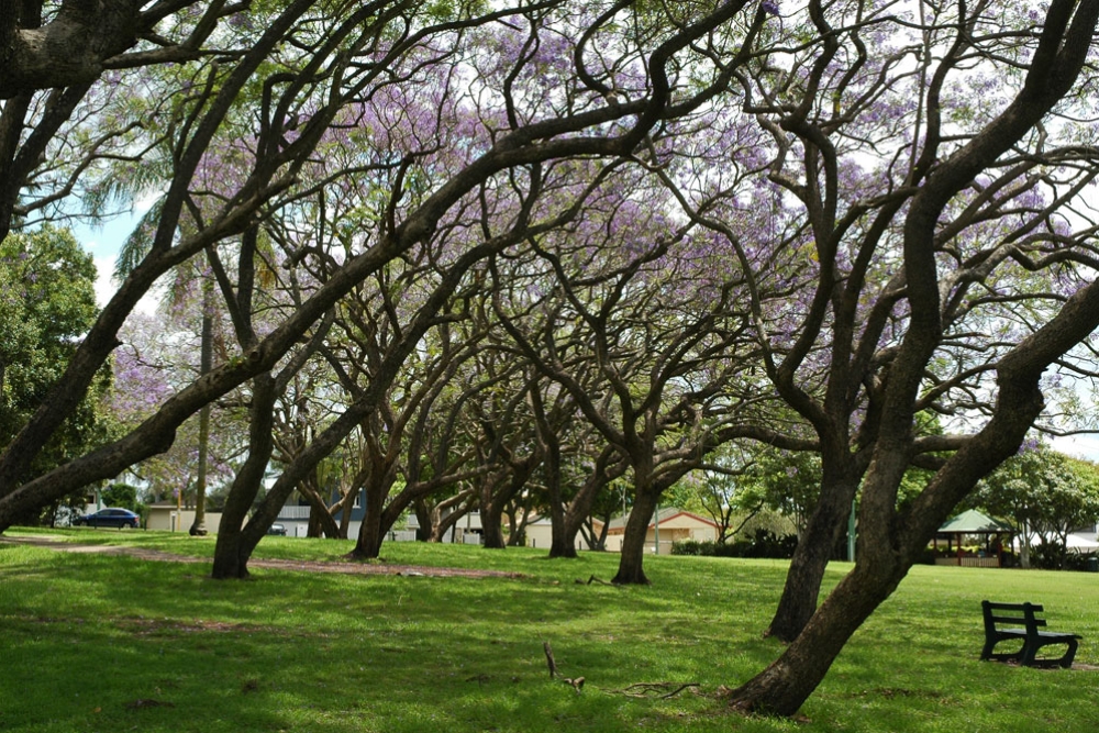 Best Things To Do In Hendra | Must Do Brisbane